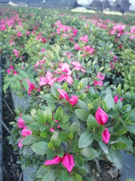 夏鹃介绍夏鹃别名夏鹃产地特征生长习性用途价值 365园林网 夏鹃介绍夏鹃别名夏鹃产地特征生长习性用途价值 365园林网