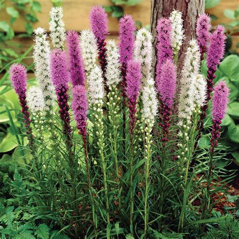 White Blazing Stars Liatris Bulb Flowers Flowers Perennials