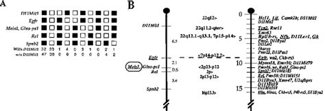 Chromosomal Localization Of Meis1 In The Mouse A Haplotype Analysis