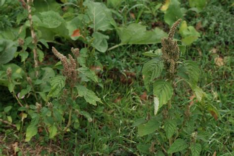 Amaranthus Retroflexus Amaranth