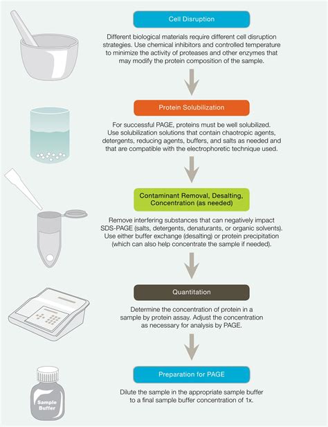 Figure 11 A Guide To Polyacrylamide Gel Electrophoresis