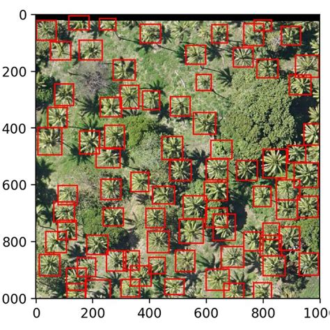 Bounding Box Predictions Using Resnet50 Many But Not All Coconut Trees Download Scientific