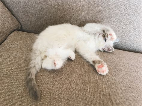 Jasper Is Blogging Friday