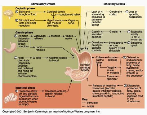 Digestive System Digestive System Timeline Human Nutrition Notes