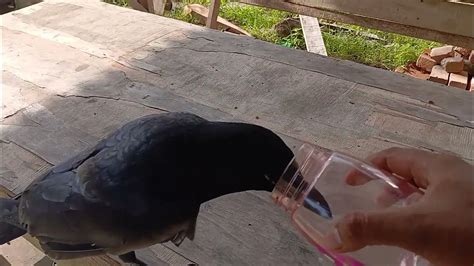 Jeky Gagak Gaok Nurut Banget Youtube