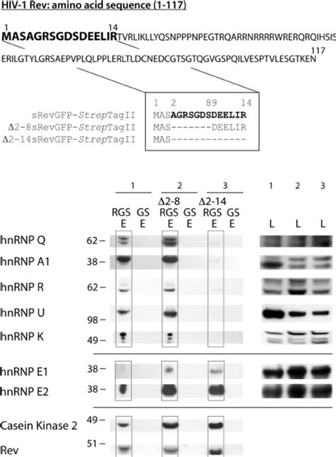 Identification Of A Short Region In The N Terminal Region Of Rev That