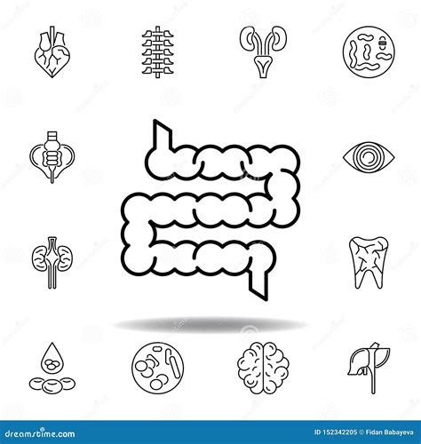 Intestine Outline Icon Simple Linear Element Illustration Isolated