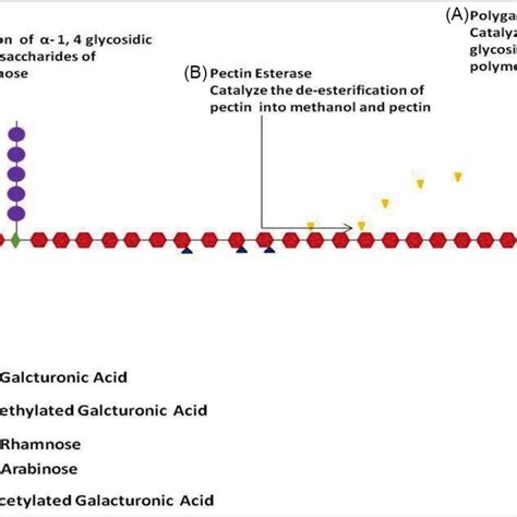 Mode Of Degradation Of Pectin By Different Pectinases A Download Scientific Diagram