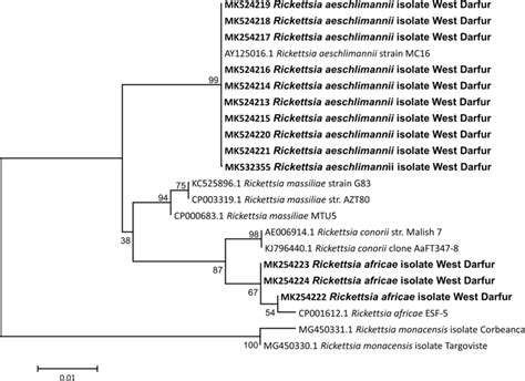 a maximum likelihood ml tree calculated based on the concatenated