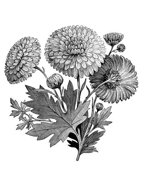 Vintage Flower Clip Art Black And White Top 60 Black And White Flower