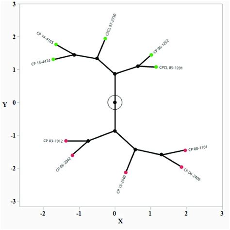 Constellation Graph Displaying The Relationships Between 10 Sugarcane