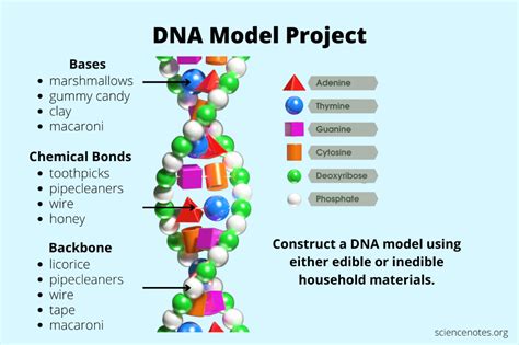 dna model project 3 easy methods artofit