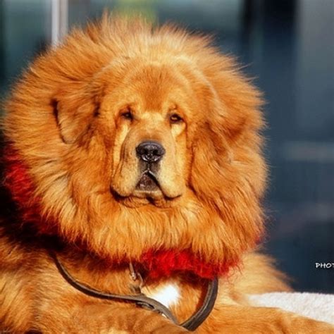 Chinese Tibetan Mastiff Breeders