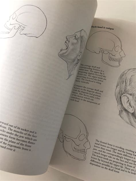 How To Draw A Human Head Techniques And Anatomy Etsy