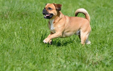 Puggle Steckbrief Charakter Wesen Und Haltung