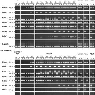 Expression Analysis Of Sex Determining Genes During The Early Stages Of Download Scientific
