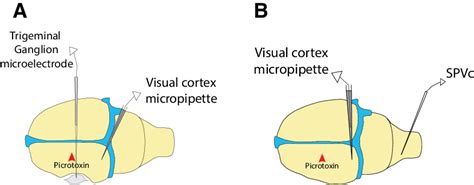 Experimental Setup A Peripheral Recording In The Trigeminal Ganglion Download Scientific
