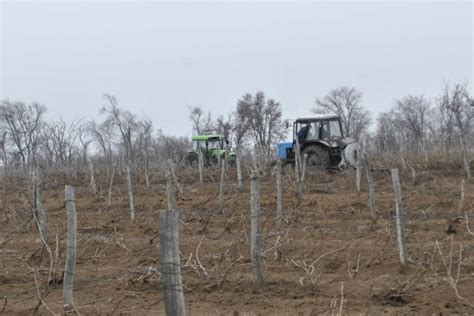 На Дону заложено 104 гектара новых виноградников в блоге Агропром и пищевая промышленность