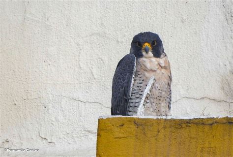 Colombia Un País De Paso Para 275 Especies De Aves Migratorias Semana