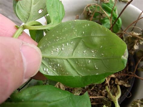 16 Natural Ways To Get Rid Of Whiteflies On Plants Dre Campbell Farm