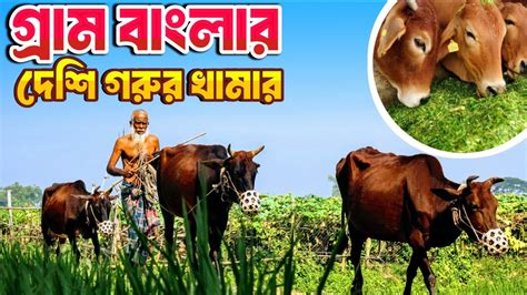 দেশি গরুর খামার Desi Gorur Khamar Cow Farm In Bangladesh Youtube