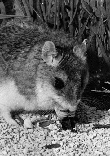 Galahad The Grasshopper Mouse Fan Casting For Animal Crew Mycast