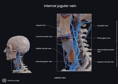 Internal Jugular Vein Branches