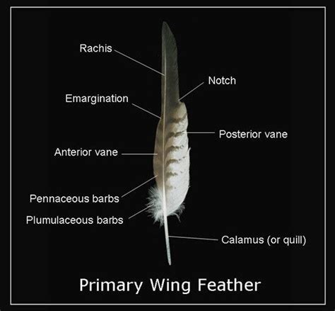 Feather Anatomy Feathers Avian Anatomy Ornithology Education