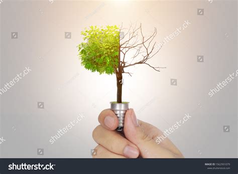 557 imágenes de Before after tree plant Imágenes fotos y vectores de stock Shutterstock