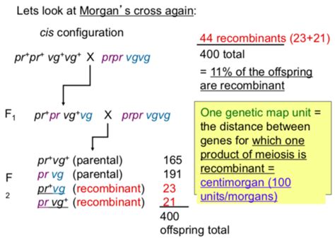 Genetics Week 8 Linkage And Mapping In Eukaryotes Flashcards Quizlet