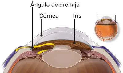 Humor Acuoso American Academy Of Ophthalmology