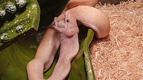 Live Ball Python Feeding Youtube