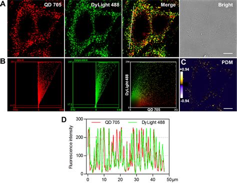 Lipid Specific Labeling Of Enveloped Viruses With Quantum Dots For