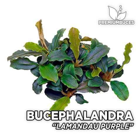 Bucephalandra Minotaur Premiumbuces