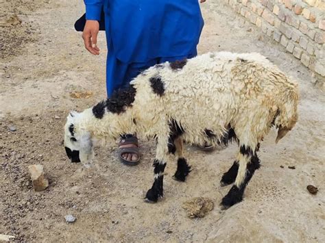 لیست رویدادهای امیتا