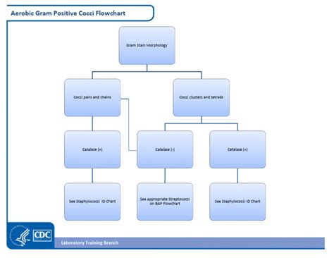 Aerobic Gram Positive Cocci Flowchart Pdf