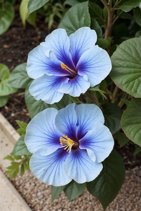 Hibiscus Blue And White Hibiscus Flower Blue Bird Hibiscus Hibiscus