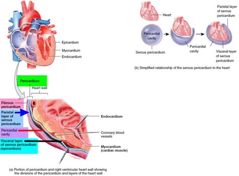 Pericarditis Causes Symptoms Prognosis Diagnosis Treatment