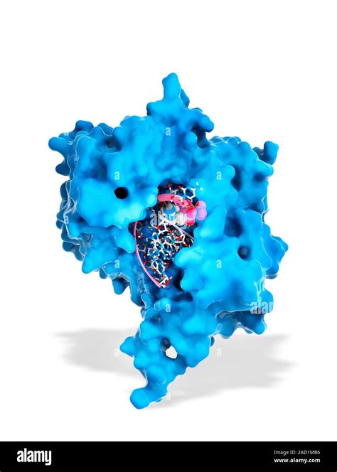 Foot And Mouth Disease Virus Drug Complex Computer Artwork Showing The