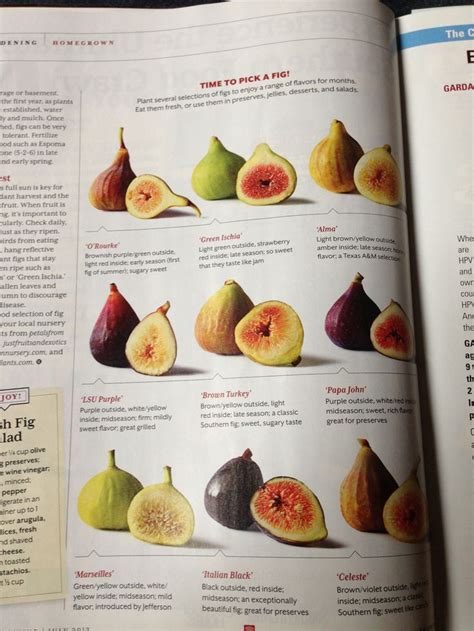 66 Best Images About Figs On Pinterest Trees The Fig And Roasted Figs