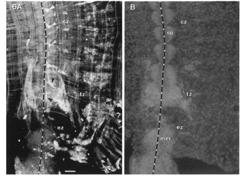 Figure 6 From Positional Cues Governing Cell Migration In Leech Neurogenesis Semantic Scholar