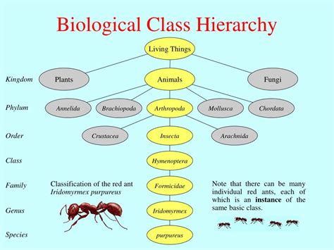 Ppt Classes And Objects Powerpoint Presentation Free Download Id6446438