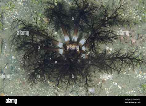 Feeding Tentacles Of Buried Sea Cucumber Neothyonidium Sp Laha Dive