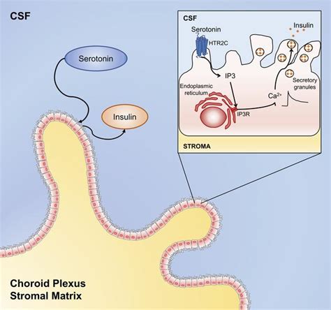 Choroid Plexus Diagram