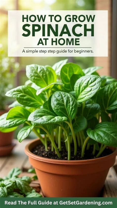 When And How To Harvest Spinach In Containers For The Best Yield Grow