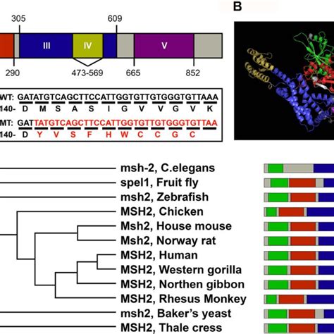 Identification Of This Truncation Mutation C 420dup In Msh2 A