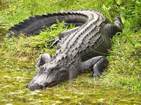Alligator Hd Wallpapers Wallpaper Cave