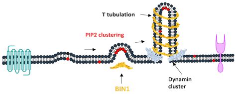 Review Of Pip2 In Cellular Signaling Functions And Diseases Pubmed