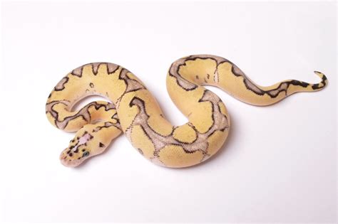 X Treme Gene Ball Python Traits Morphpedia X Treme Gene Ball Python Traits Morphpedia