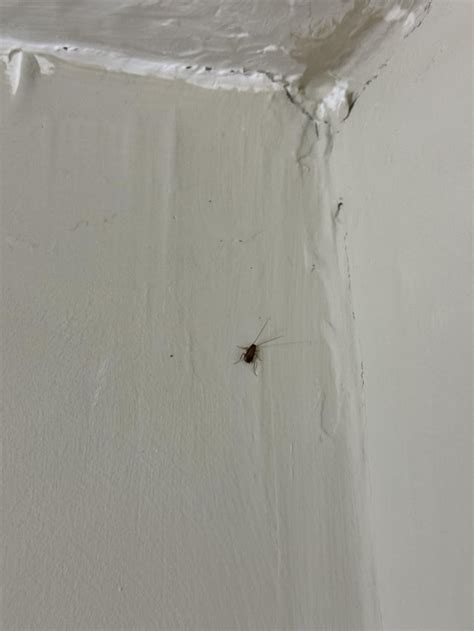 Seeing A Tiny Roach In Bathtub Every Few Nights Rgermanroaches